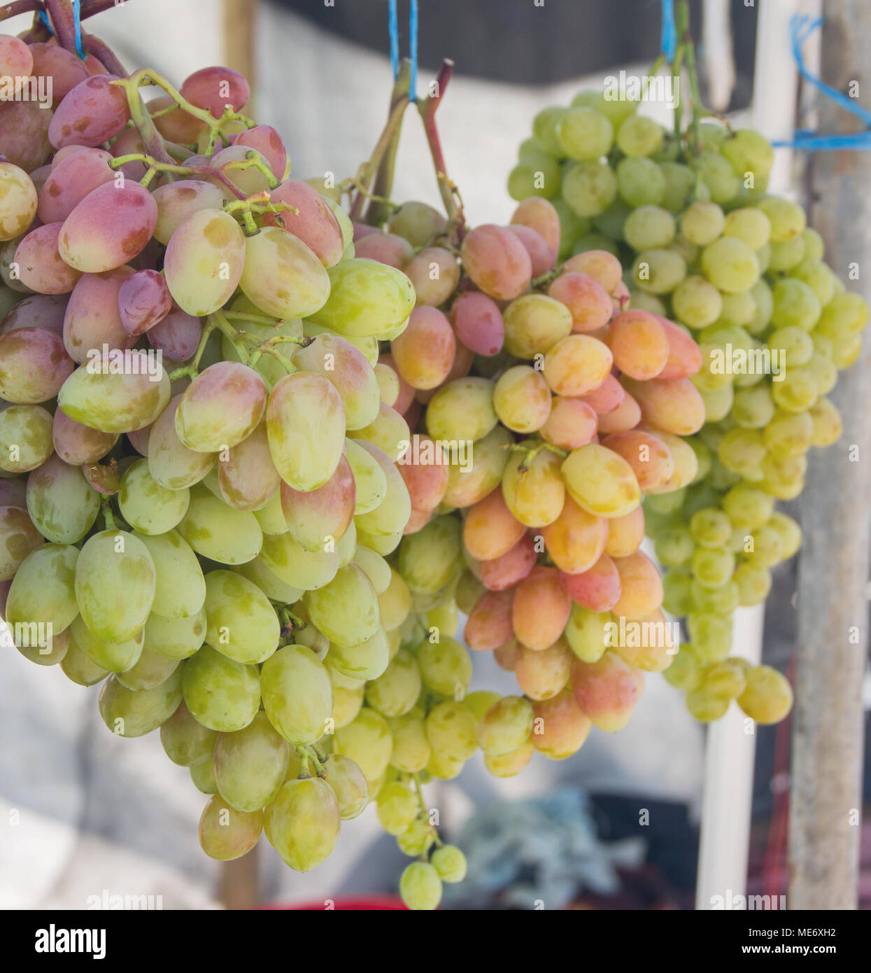 Grapes Growing By Sun Shade High Resolution Stock Photography and ...