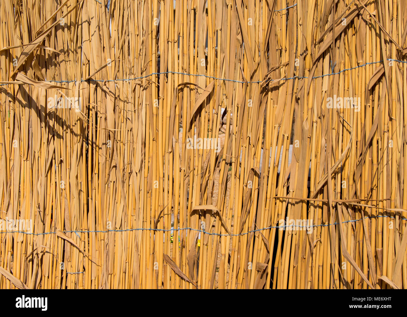 fence of dry cane. For your commercial and editorial use Stock Photo ...