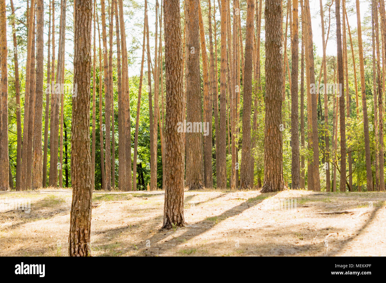 Autumn pinewood. For your commercial and editorial use Stock Photo - Alamy