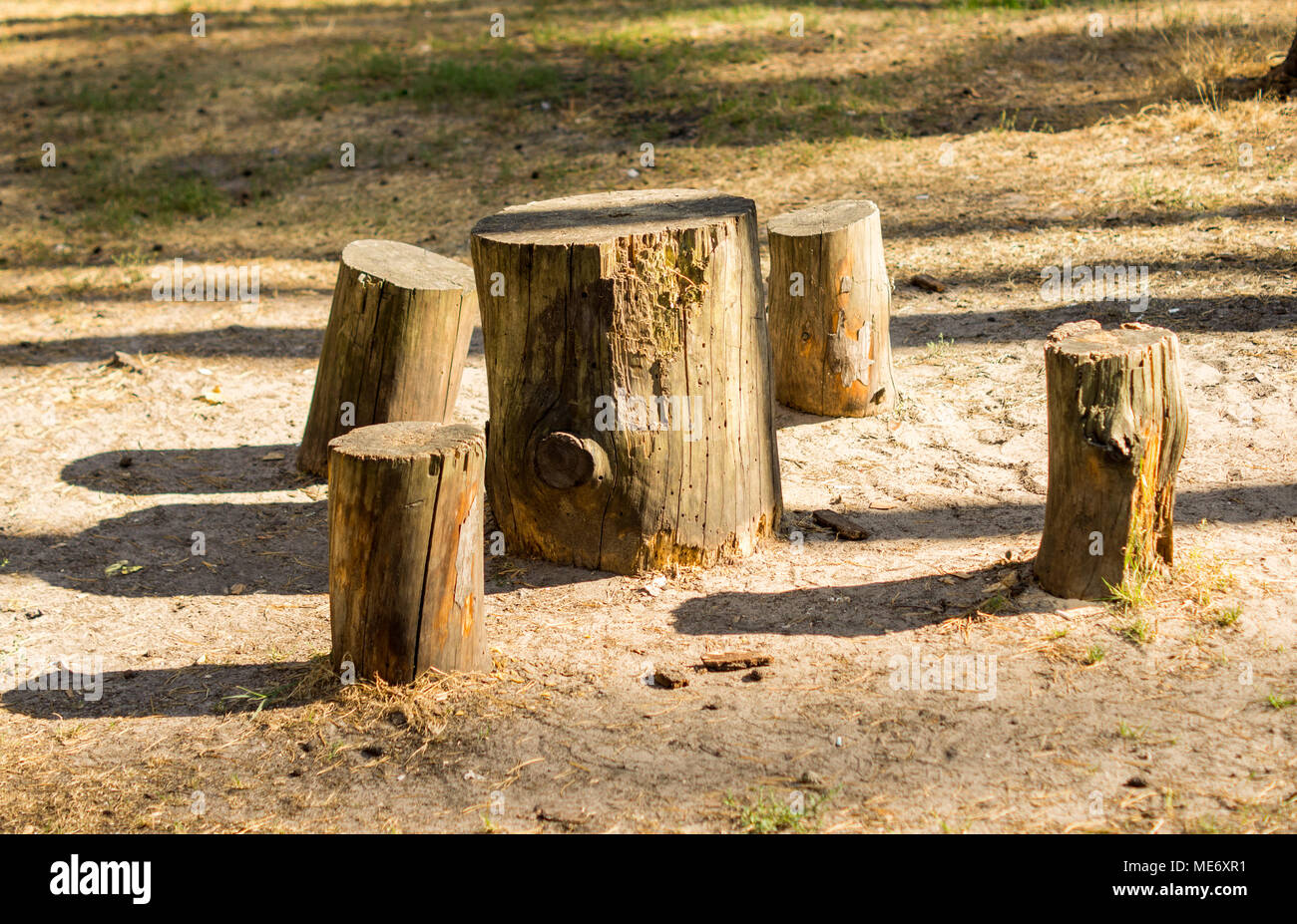 Three wooden stumps hi-res stock photography and images - Alamy
