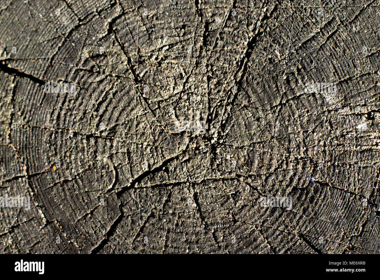 close-up wooden cut texture. For your commercial and editorial use ...