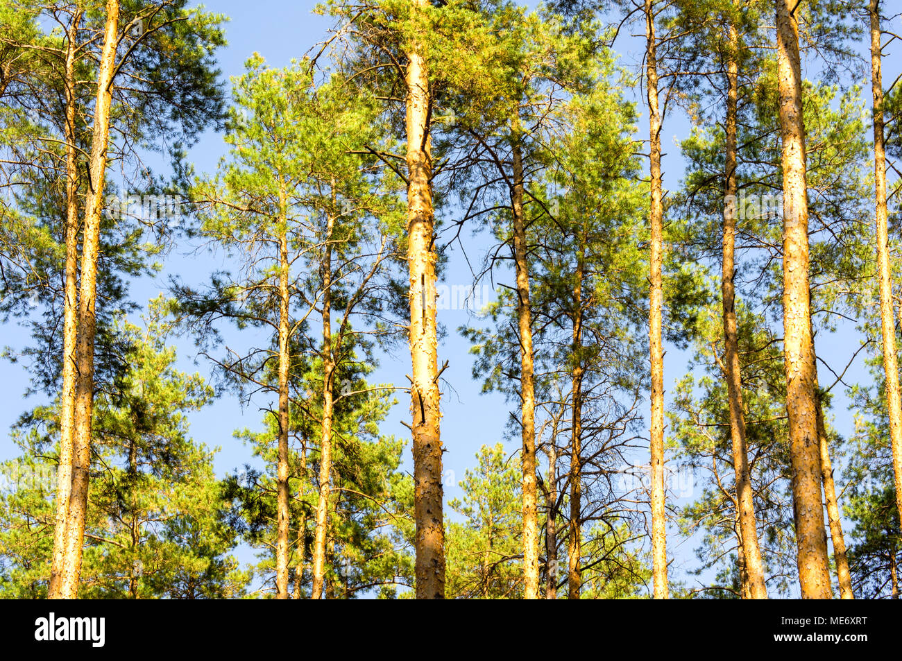 Pinewood Forests High Resolution Stock Photography and Images - Alamy