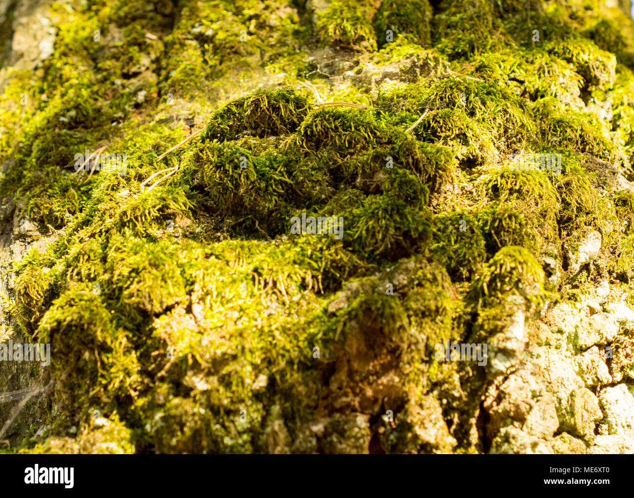 moss. For your commercial and editorial use Stock Photo - Alamy