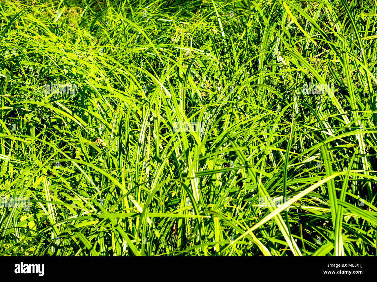 Young sugar cane stem. For your commercial and editorial use Stock ...