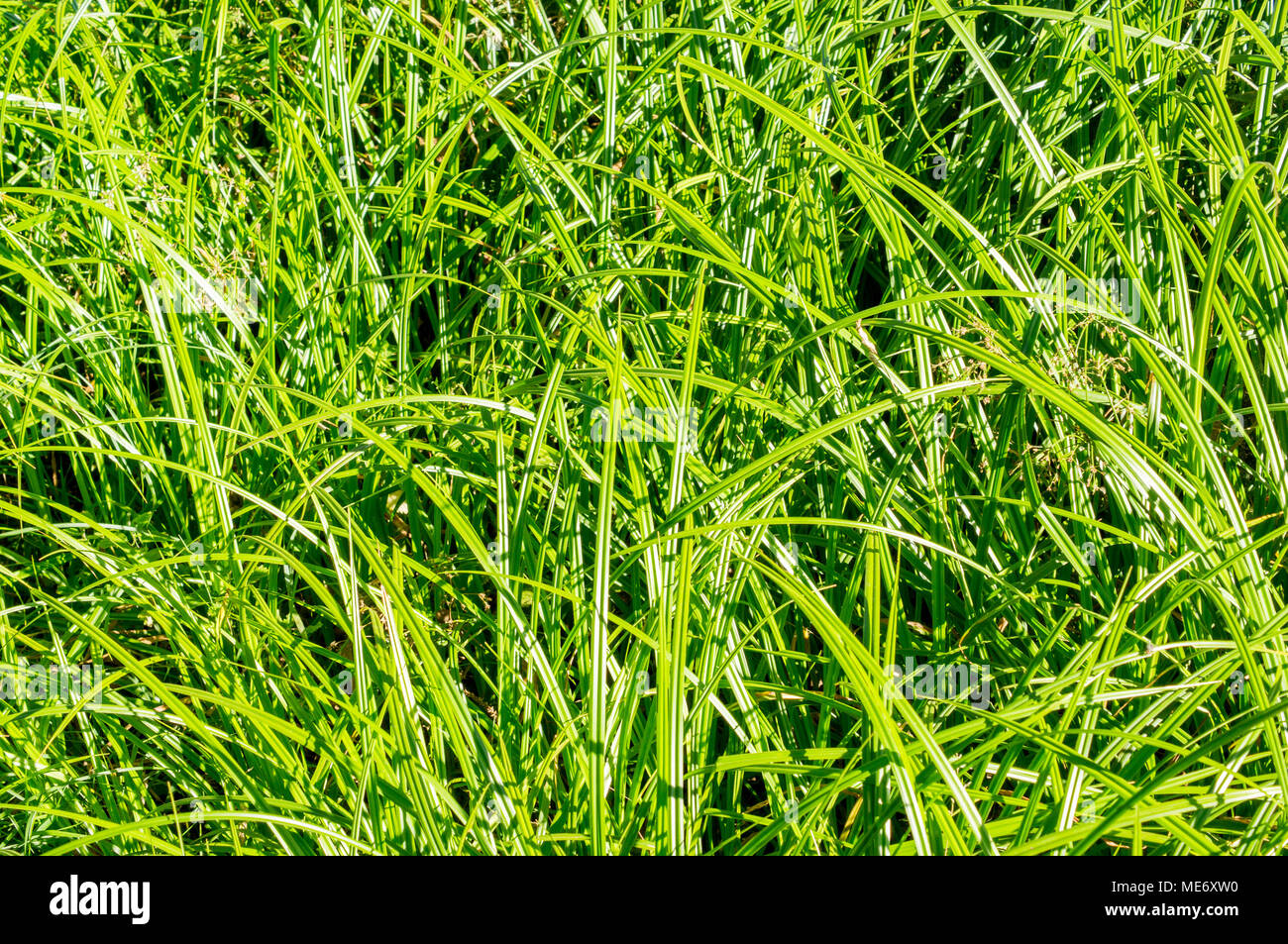 Young sugar cane stem. For your commercial and editorial use Stock ...