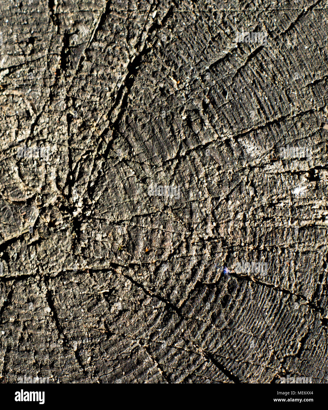 close-up wooden cut texture. For your commercial and editorial use ...