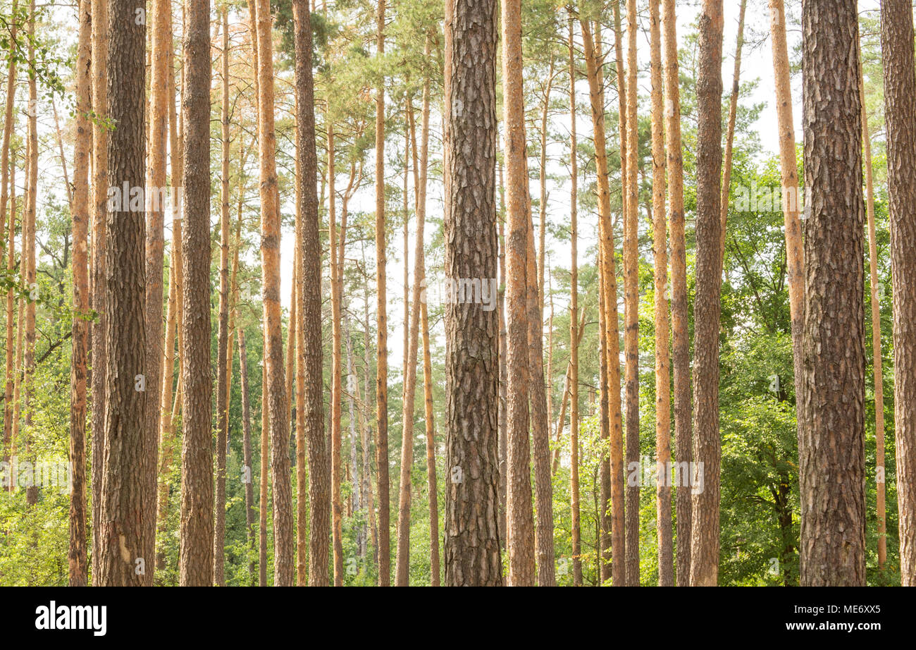 Autumn pinewood. For your commercial and editorial use Stock Photo - Alamy