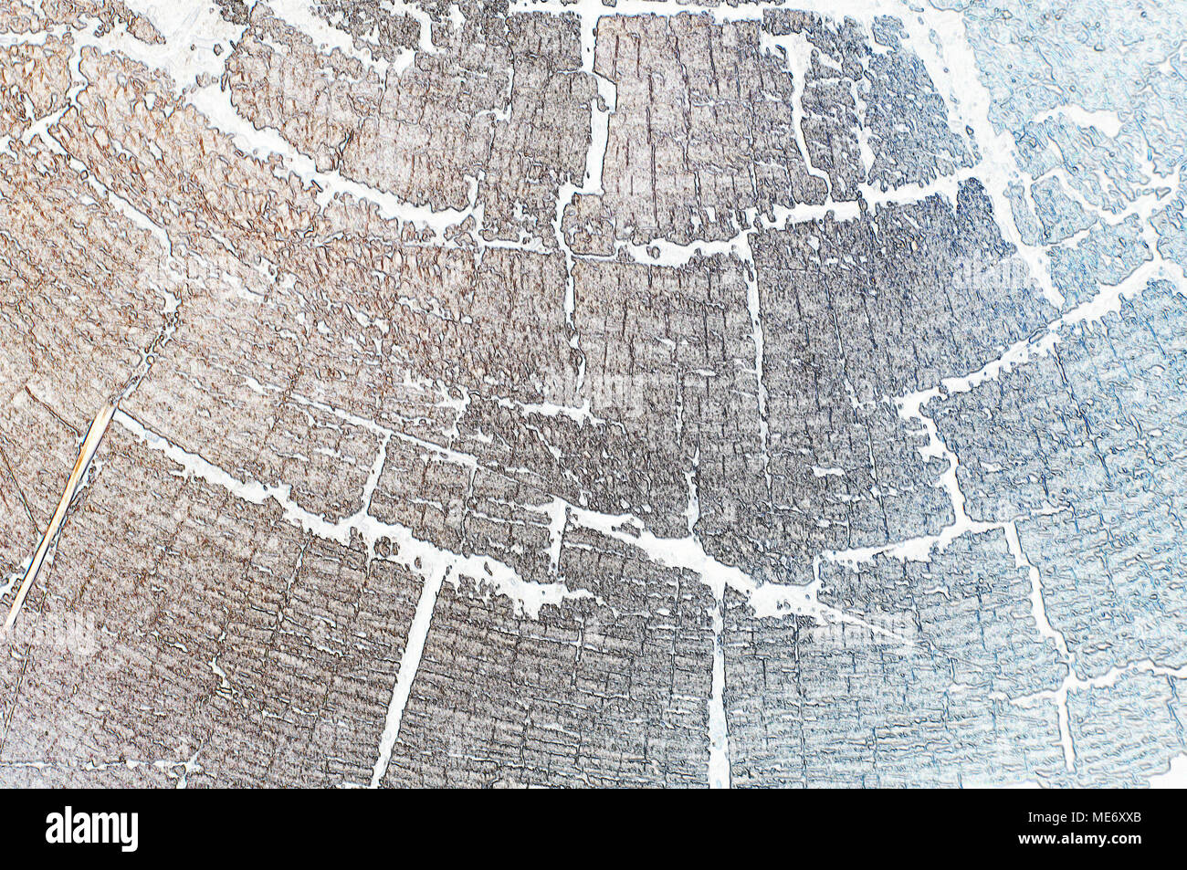 close-up wooden cut texture. For your commercial and editorial use ...