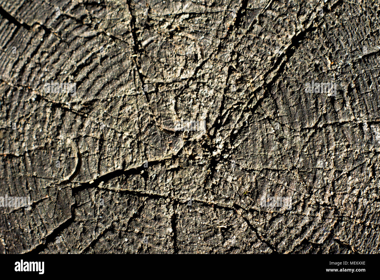 close-up wooden cut texture. For your commercial and editorial use ...
