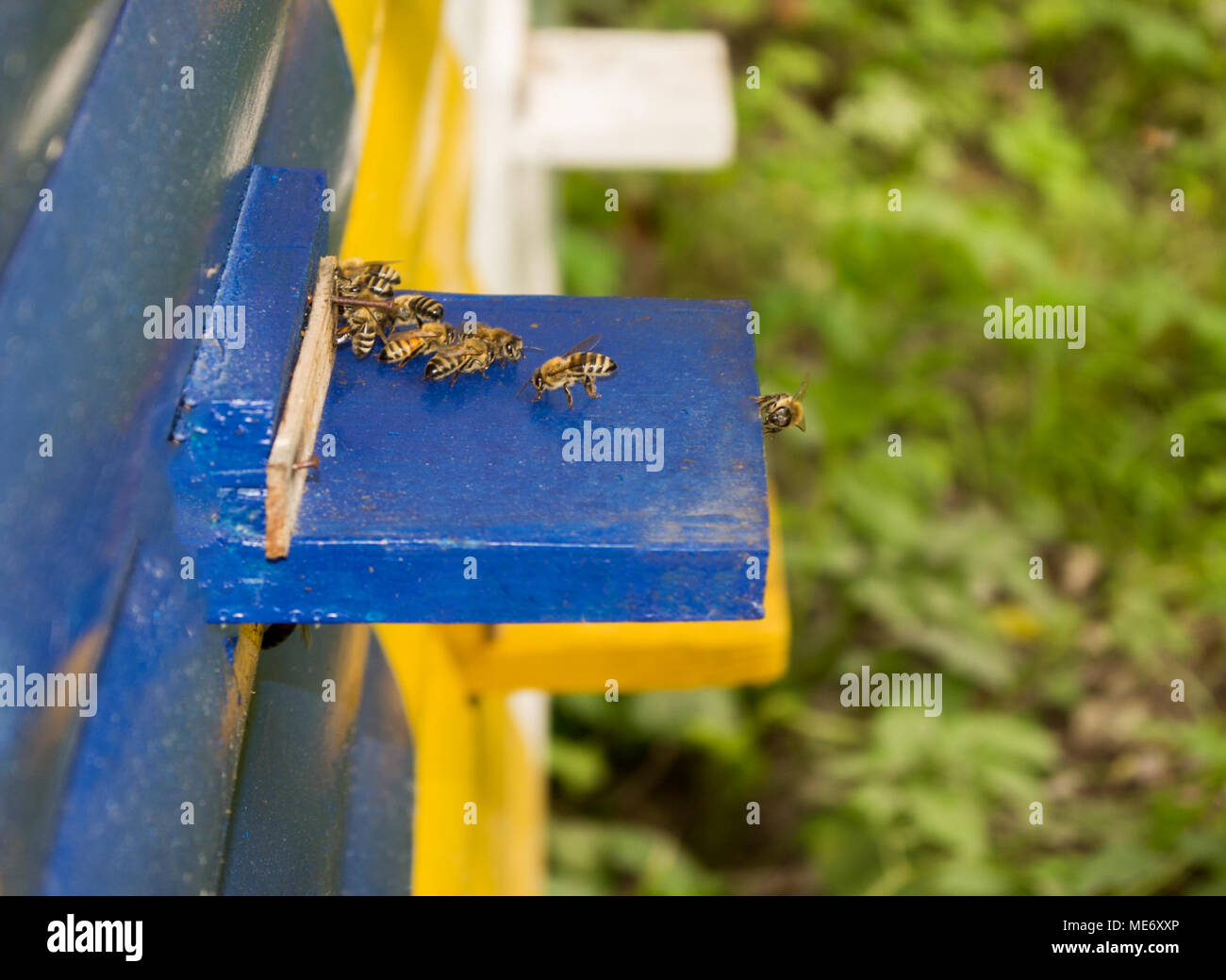 Honey bee hives. For your commercial and editorial use Stock Photo - Alamy