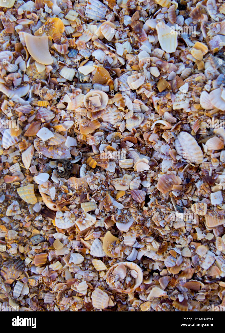 Pieces of broken shells on the beach. For your commercial and editorial ...
