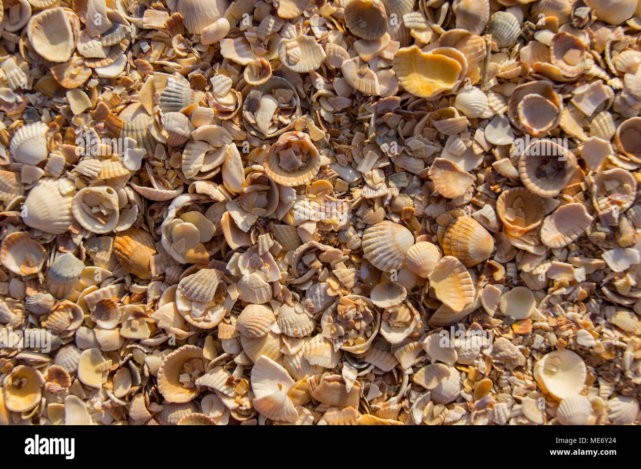 The sun rises on a pile of shells. For your commercial and editorial ...