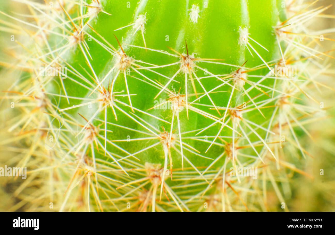 Close up cactus texture detail. For your commercial and editorial use ...