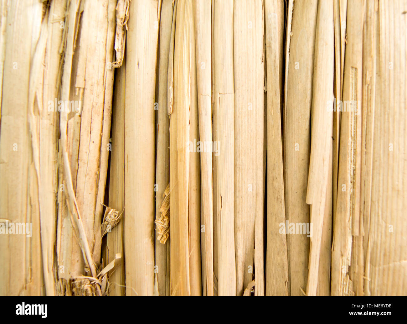 fence of dry cane. For your commercial and editorial use Stock Photo ...
