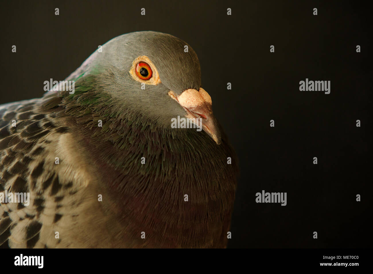 Bird on speed sign hi-res stock photography and images - Alamy