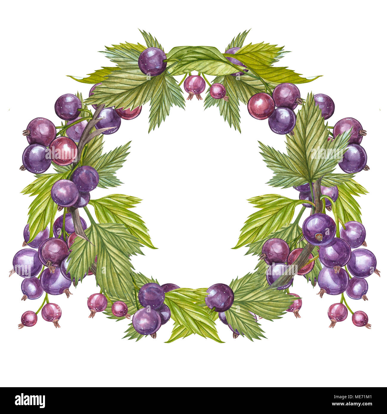 Hand-drawn watercolor wreath of flowers of Black currant and leaves ...