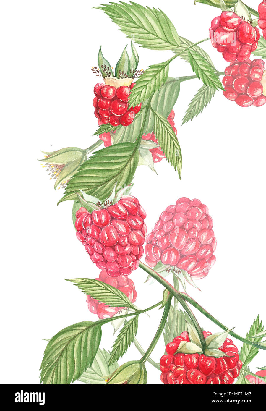 Hand drawn watercolor painting raspberry on white background. Frame ...
