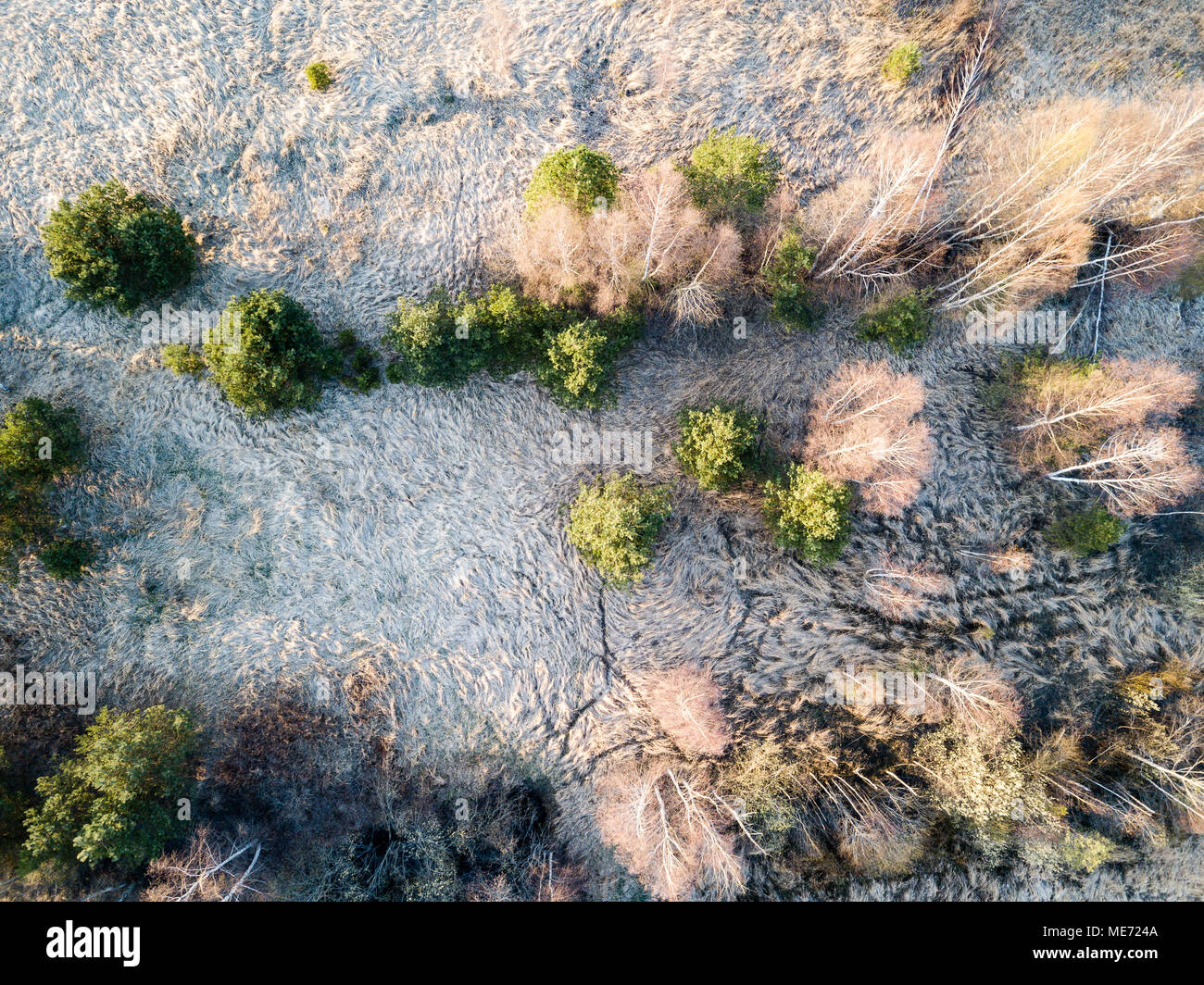 drone image. aerial view of rural area with swamps, lakes and forests ...