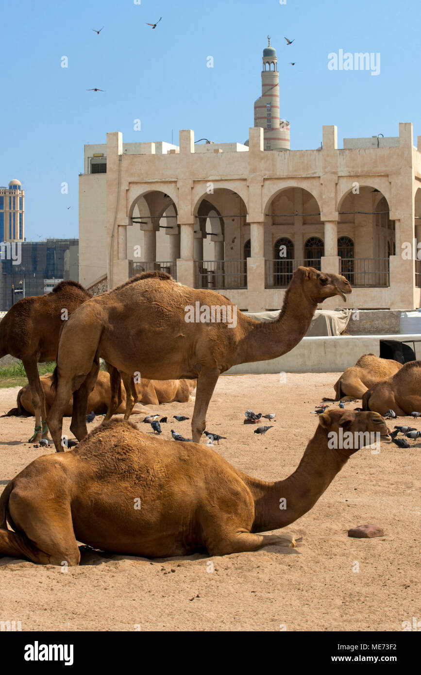 Camels in Camel Souq, Waqif Souq, Doha, Qatar, Middle East Stock Photo ...