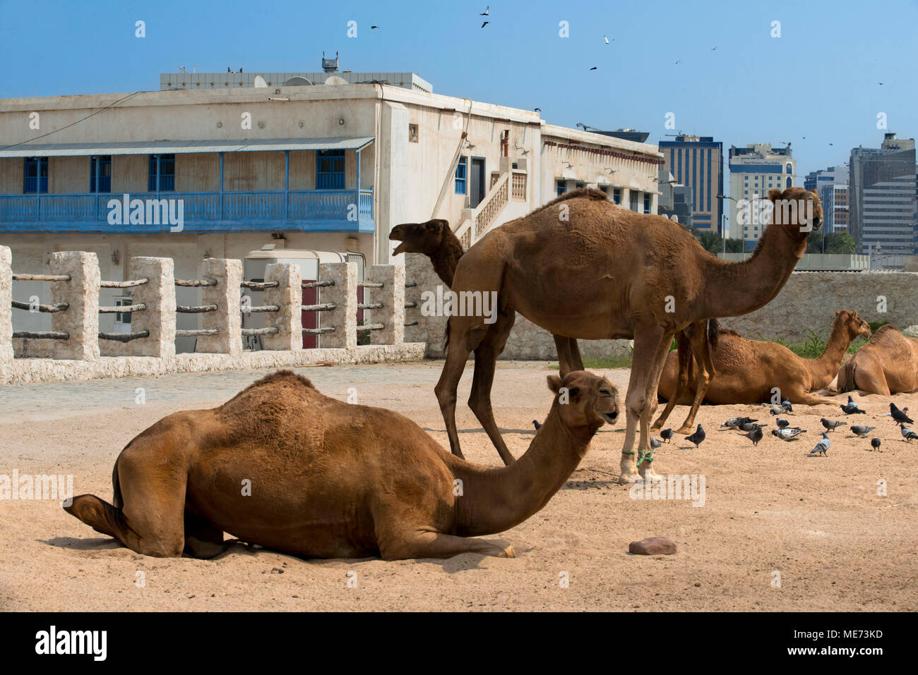 Qatar fauna hi-res stock photography and images - Alamy