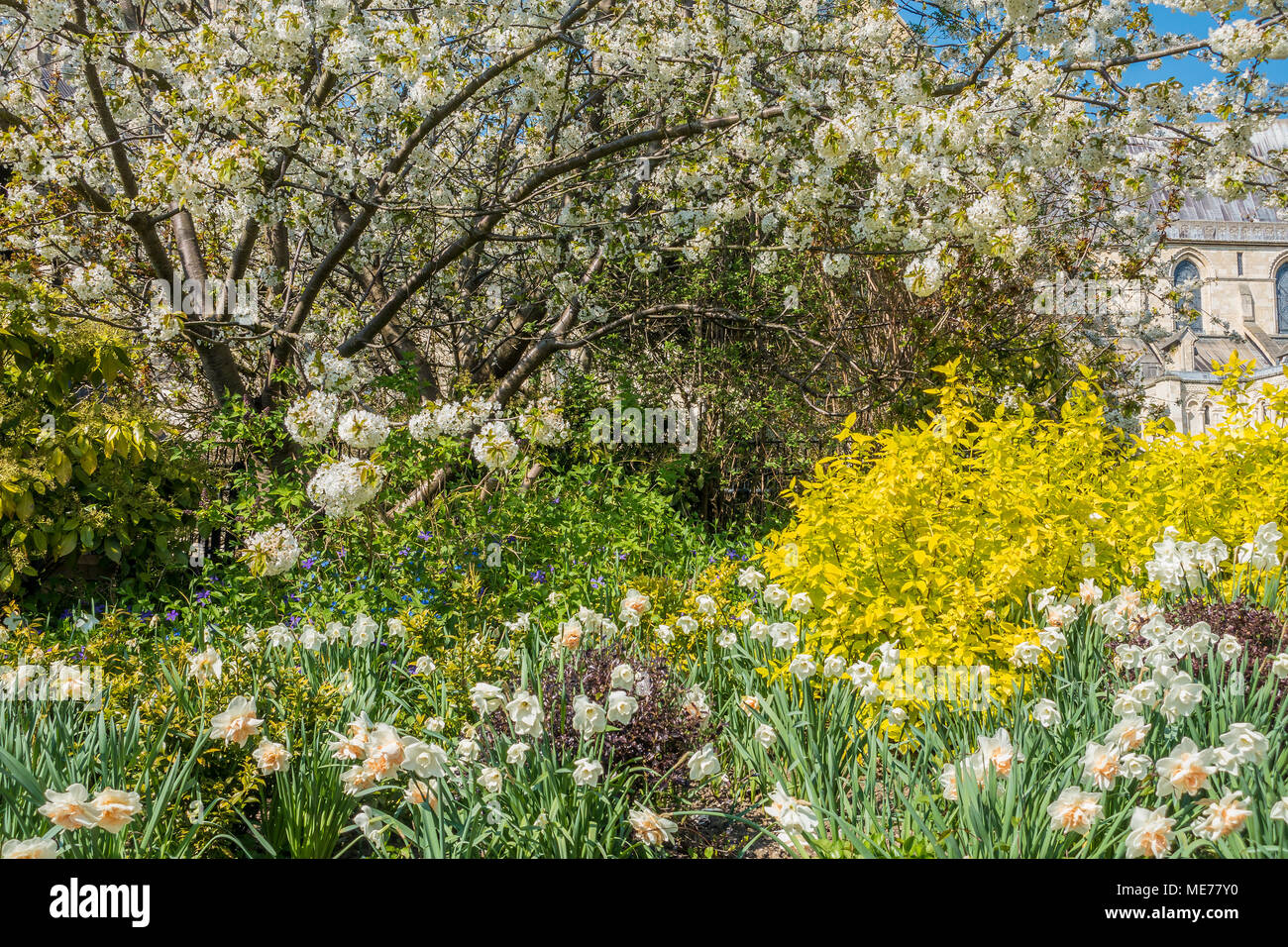 Spring Flowers,Blossom,Precinct Gardens,Canterbury Cathedral,Conference ...