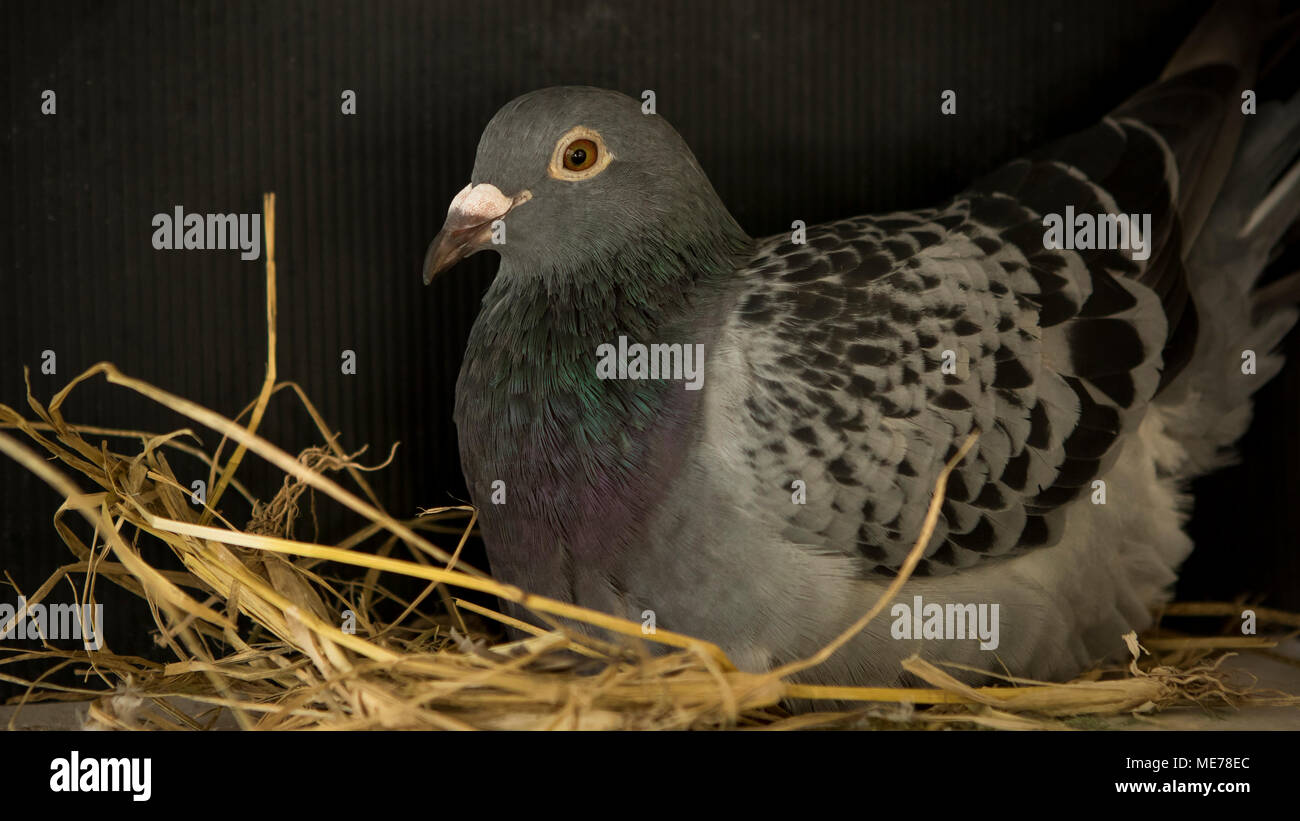 speed racing pigeon breeding in bird nest home Stock Photo - Alamy
