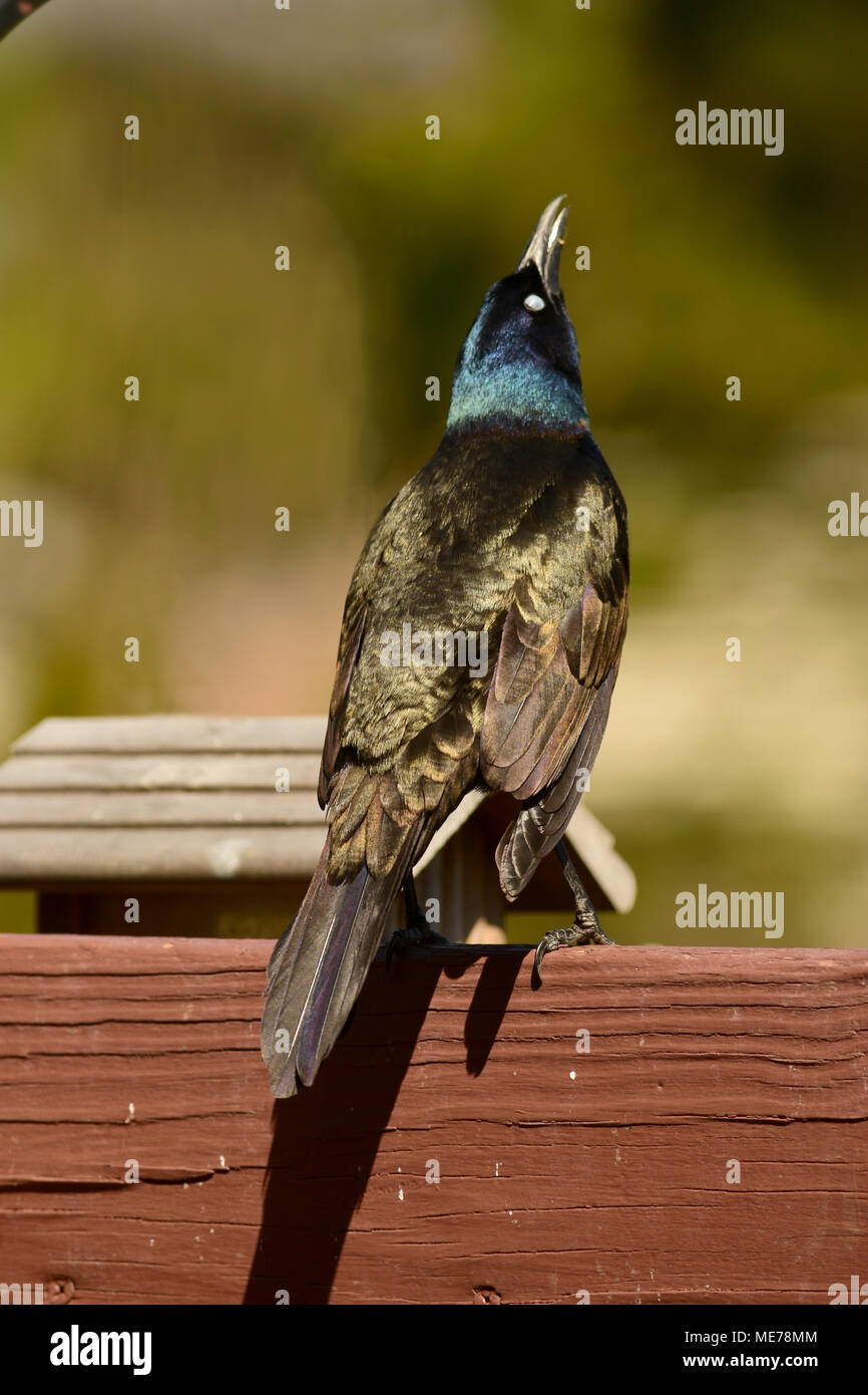 Bird behavior hi-res stock photography and images - Alamy