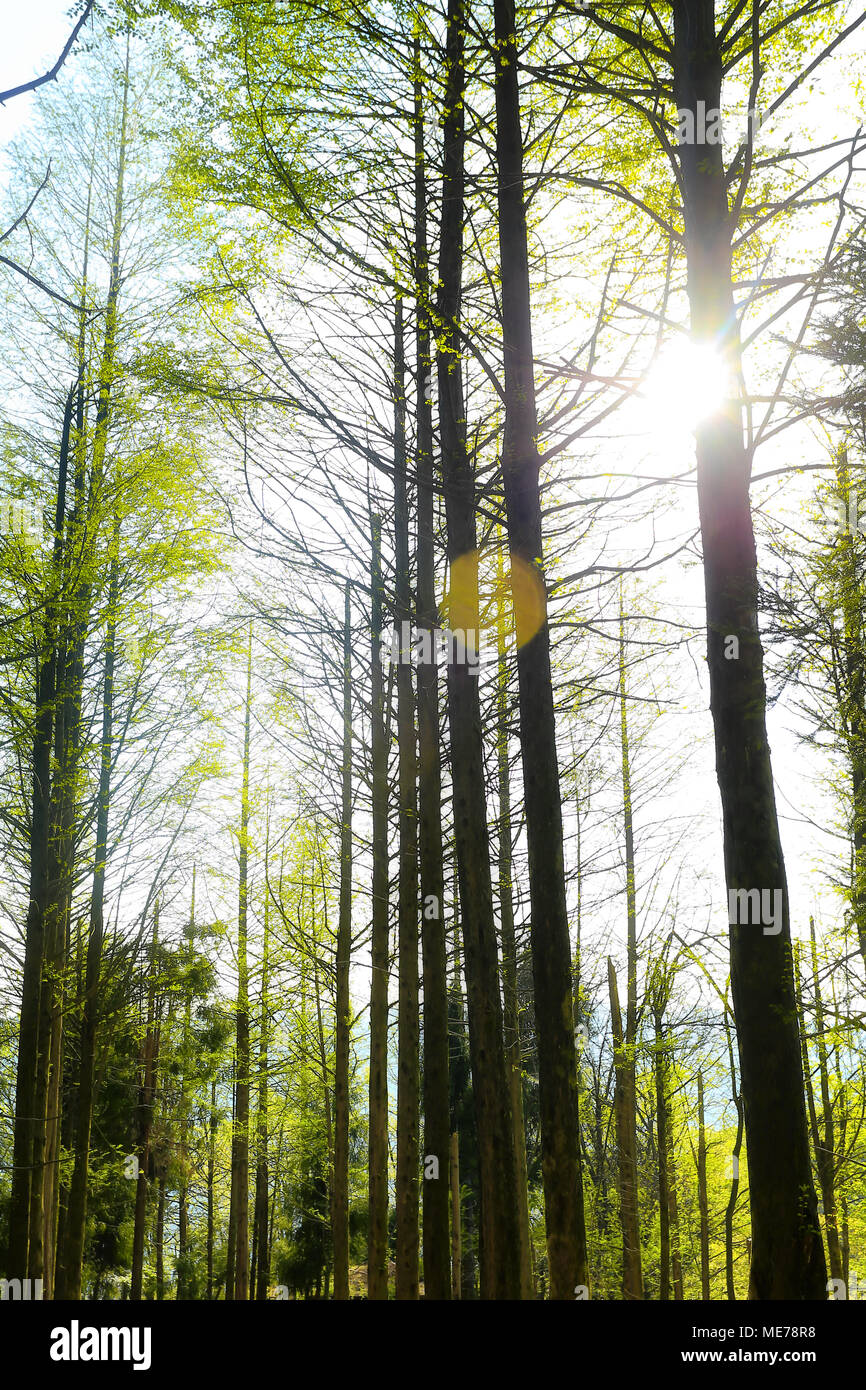 Lane among trees in hi-res stock photography and images - Alamy