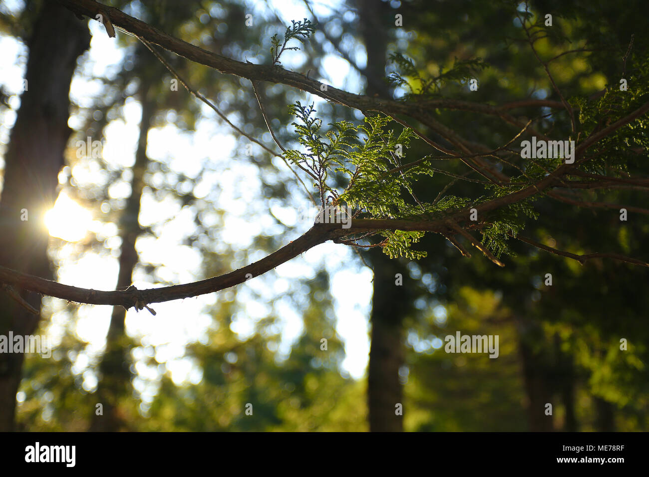Beautiful branches hi-res stock photography and images - Alamy