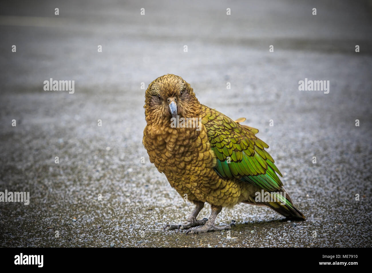close up beautiful color feather ,plumage of kea birds with blur ...