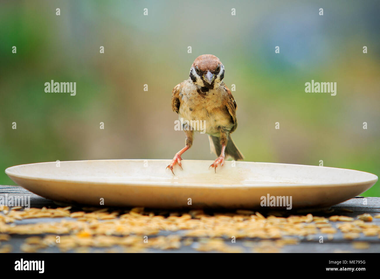 close up urasian tree sparrow bird and paddy feeding dish Stock Photo ...