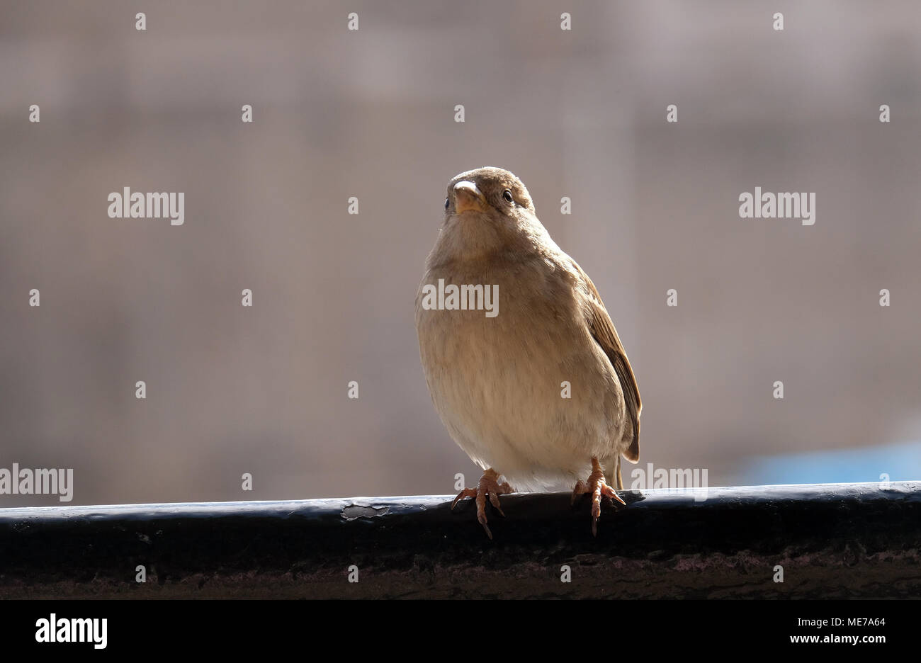 Sparrow wings hi-res stock photography and images - Alamy