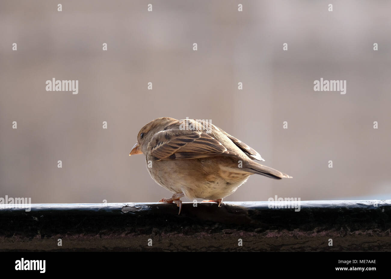 Sparrow wings hi-res stock photography and images - Alamy