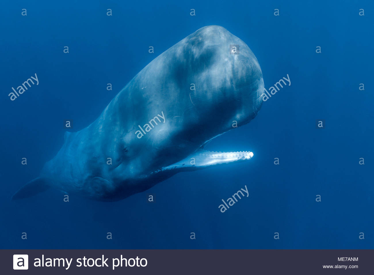 Pottwale Stock Photos & Pottwale Stock Images - Alamy