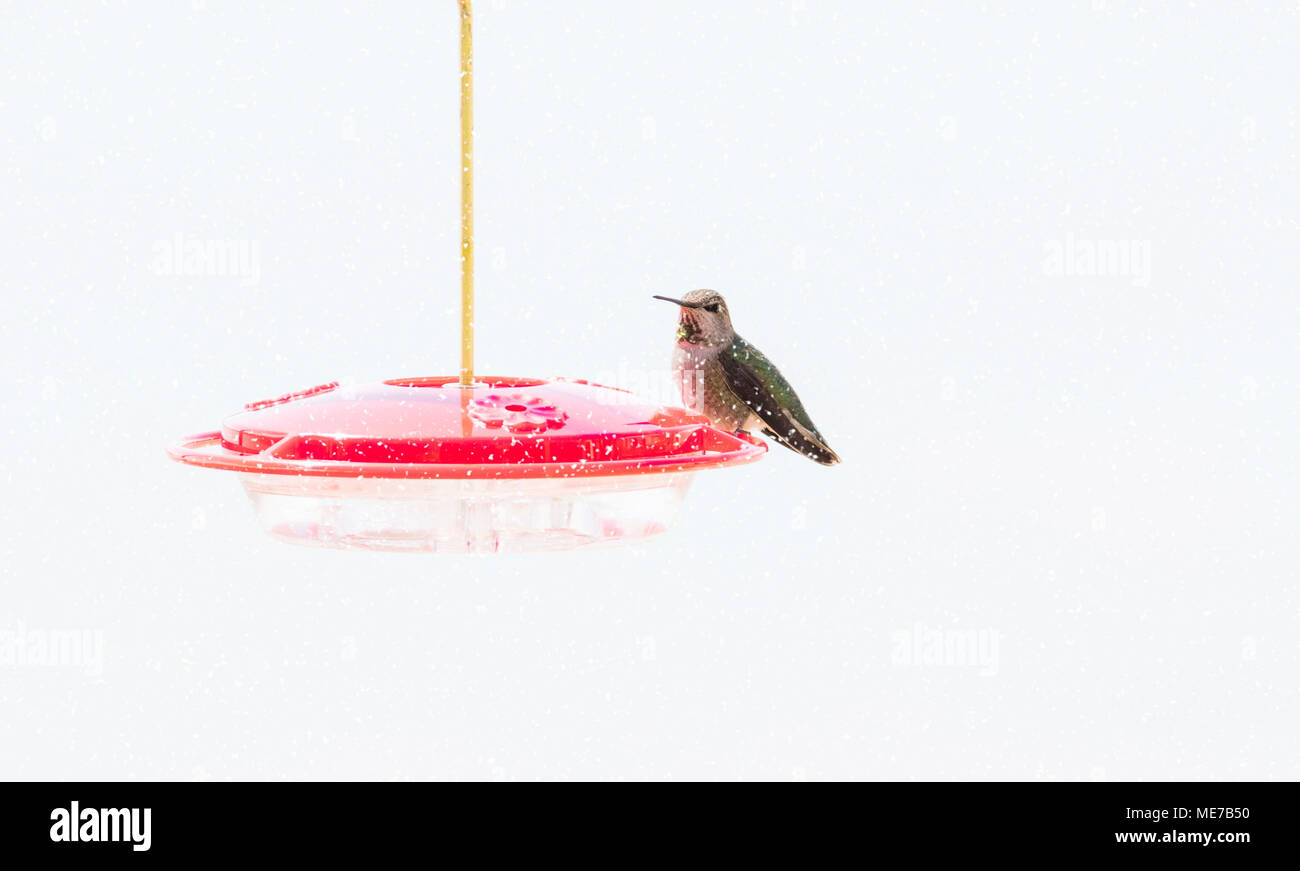 Anna's hummingbird and snow hi-res stock photography and images - Alamy