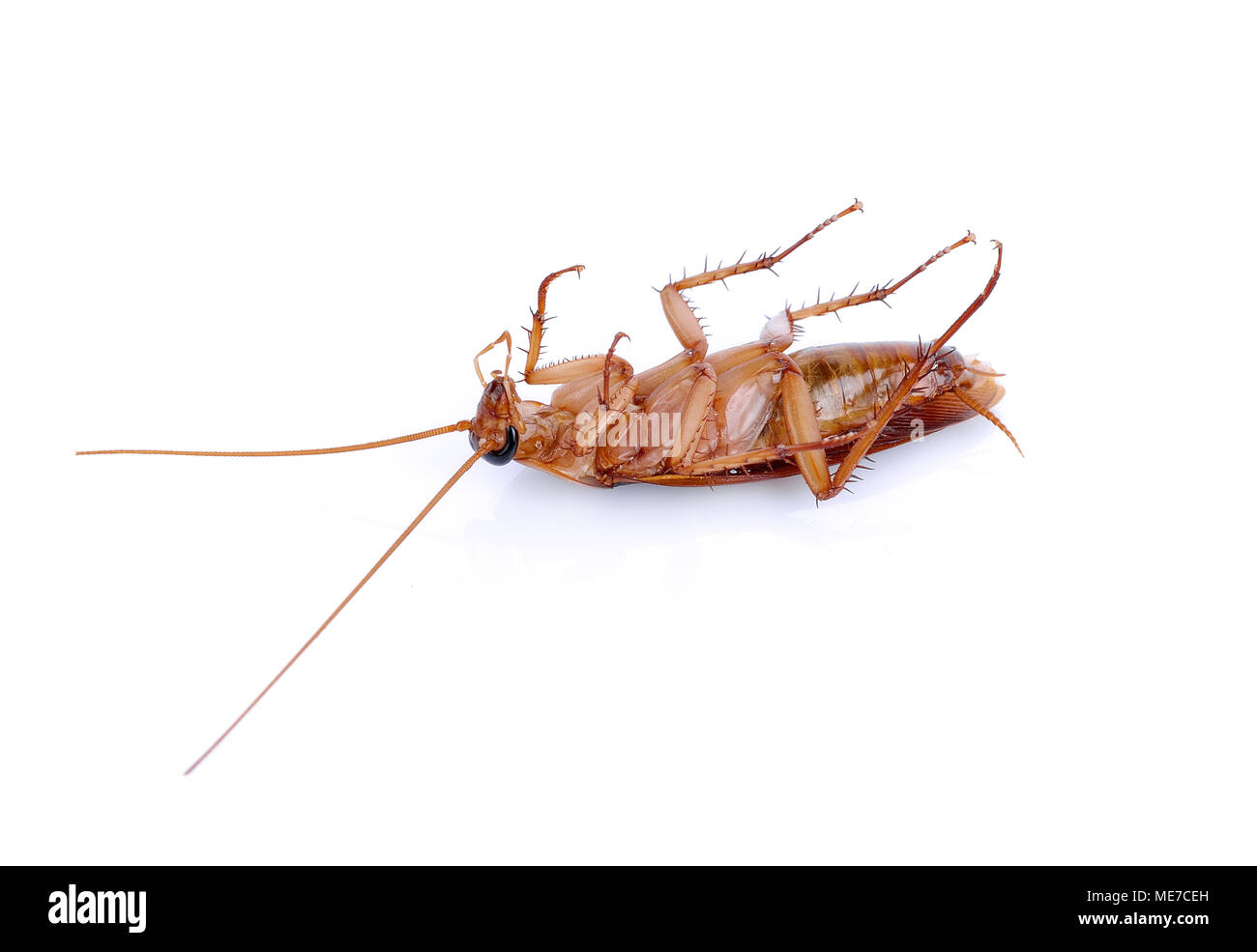 Cockroach on a white background Stock Photo - Alamy