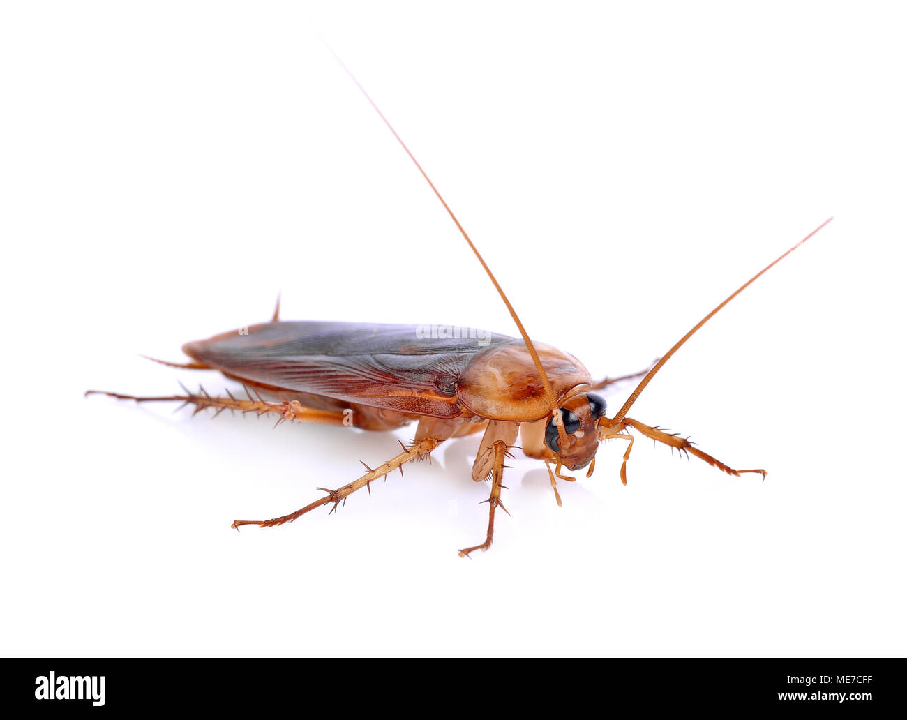 Cockroach isolated on a white background Stock Photo - Alamy
