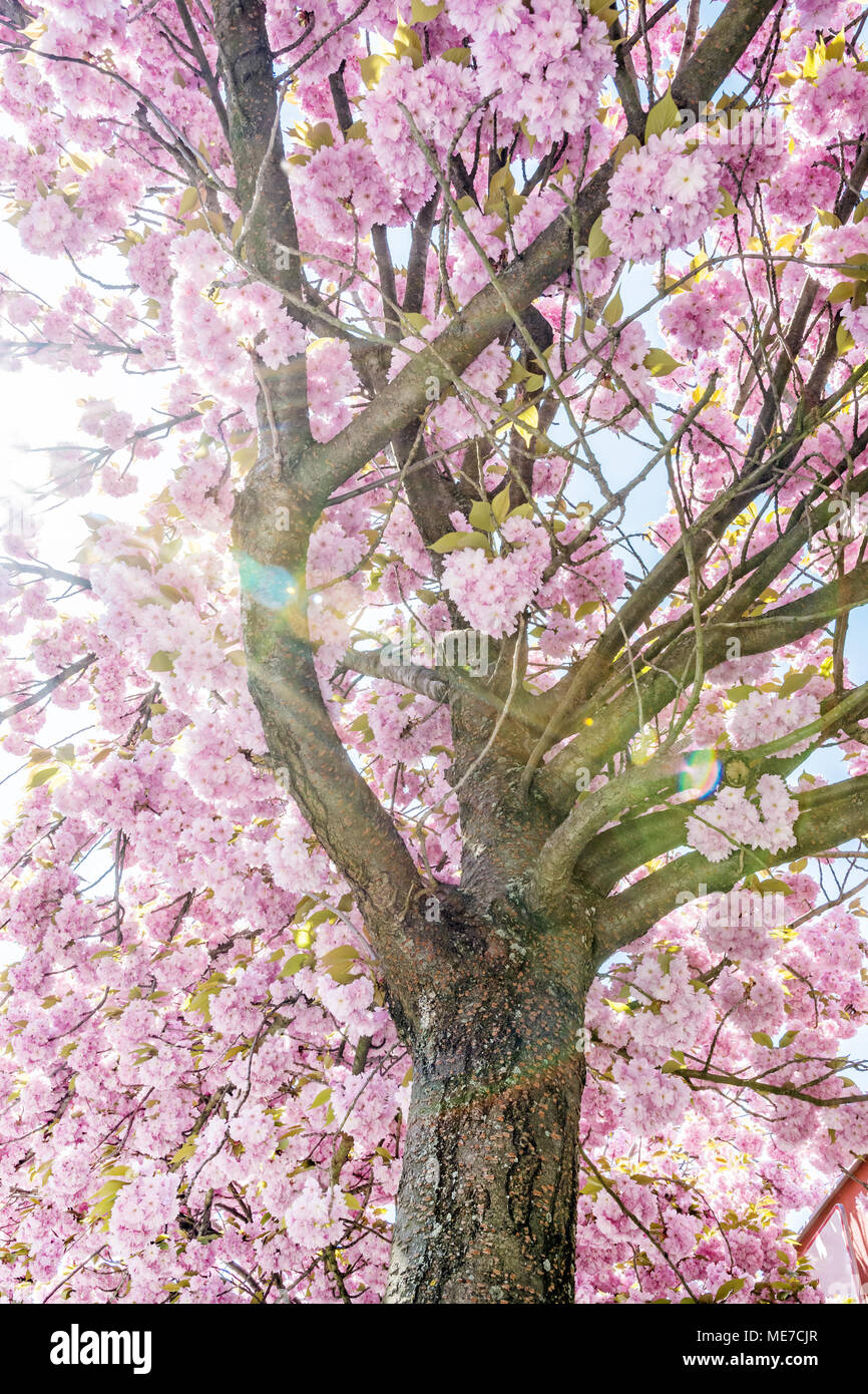 Prunus serrulata massive tree hi-res stock photography and images - Alamy