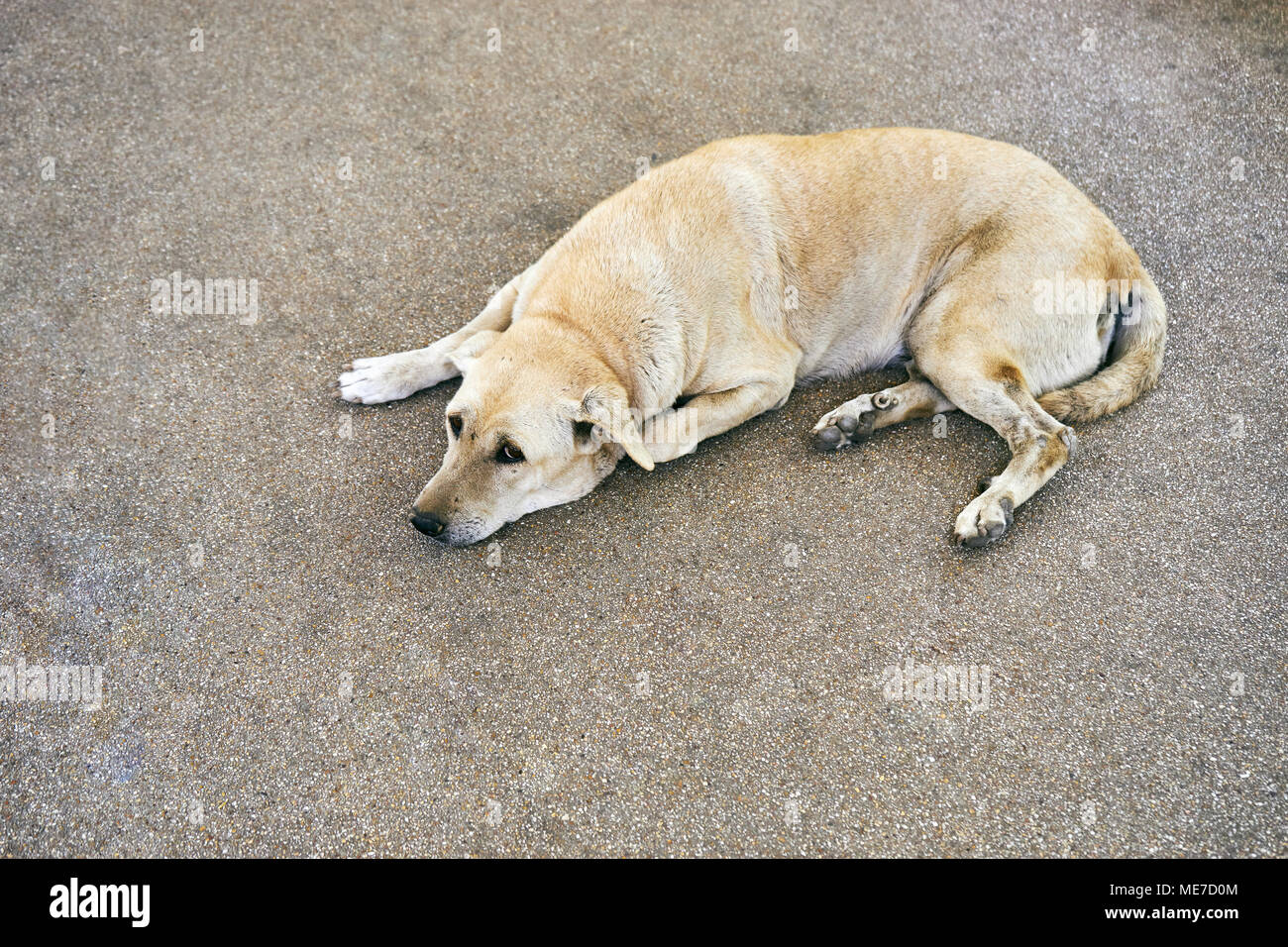 Thai light brown dog lie down on the street for sleeping and glance at ...