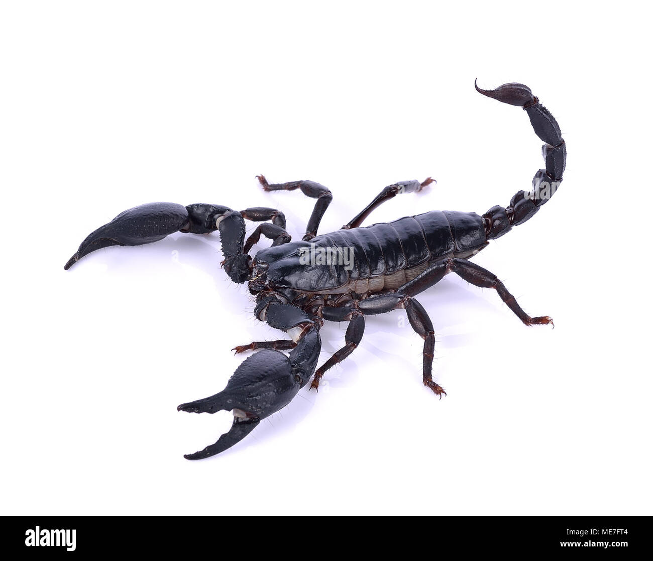 Scorpion of a white background Stock Photo - Alamy