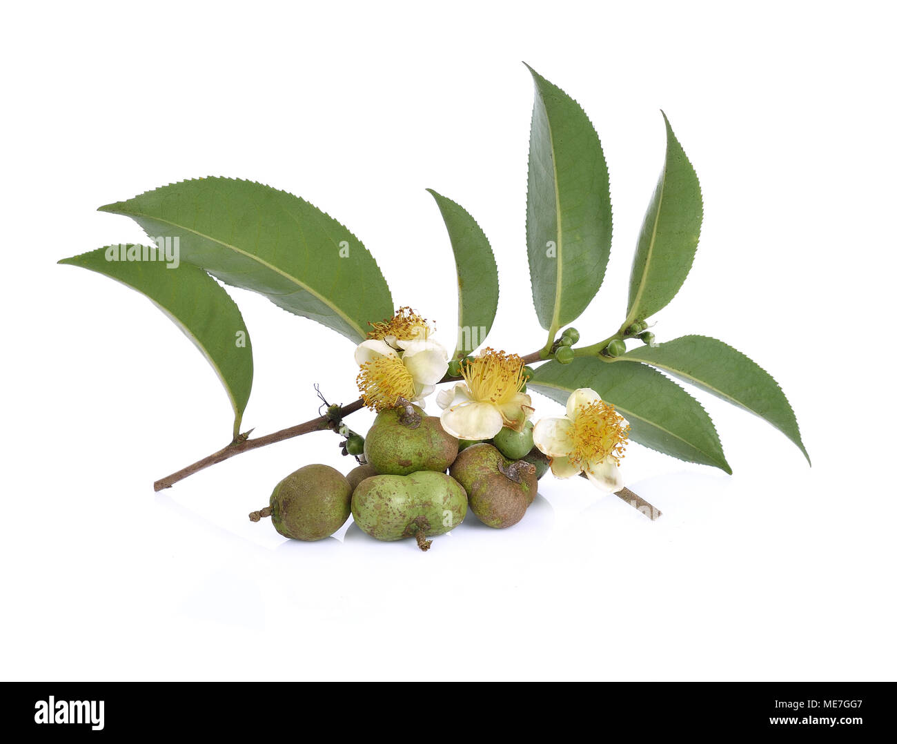 tea seeds ,Flowers, leaves on white background Stock Photo - Alamy