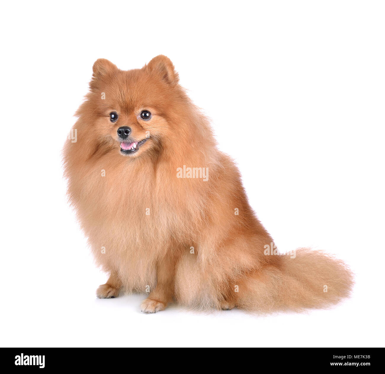 little red dog lying on a white background Stock Photo - Alamy