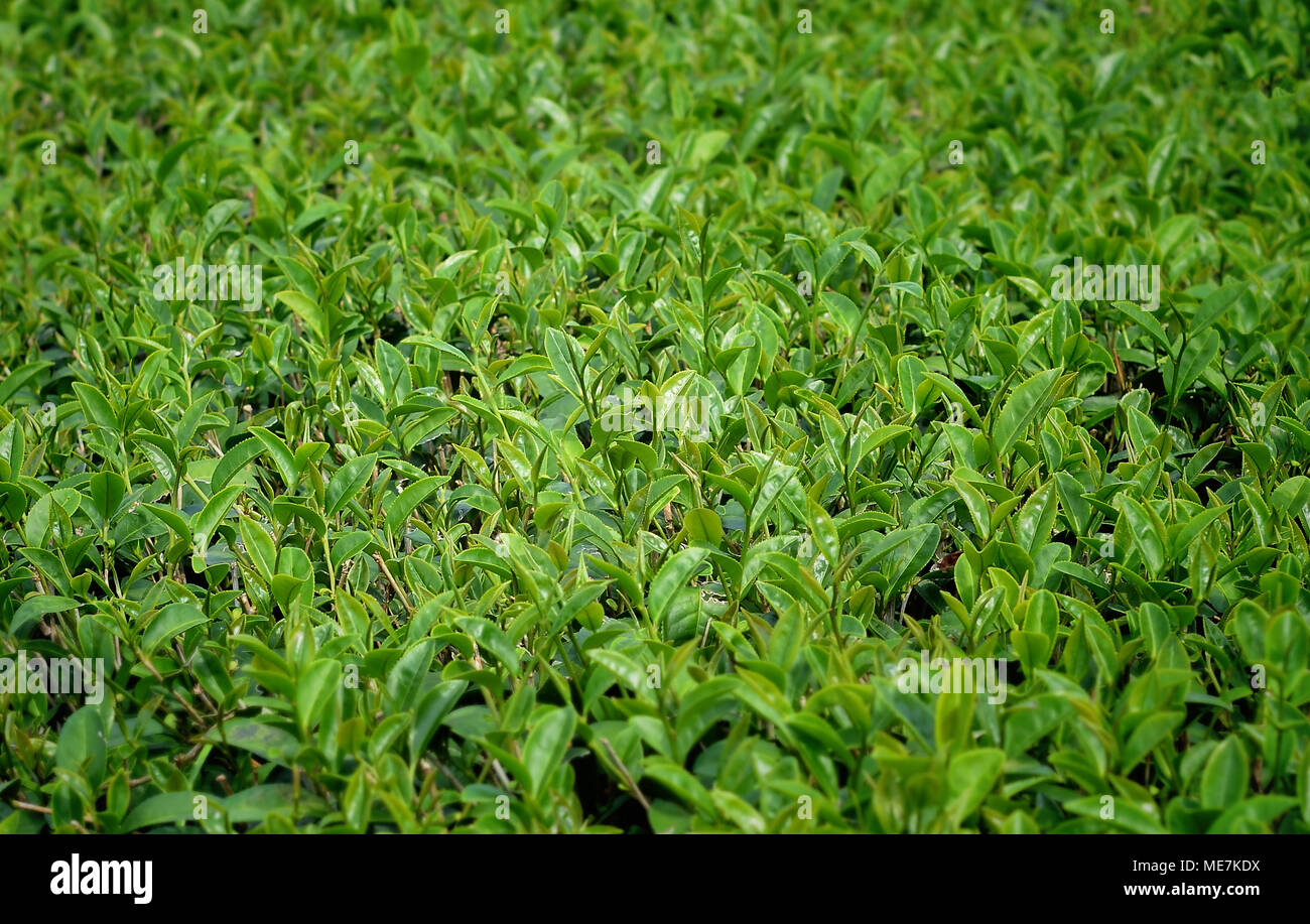 Close up new tea leaves hi-res stock photography and images - Alamy