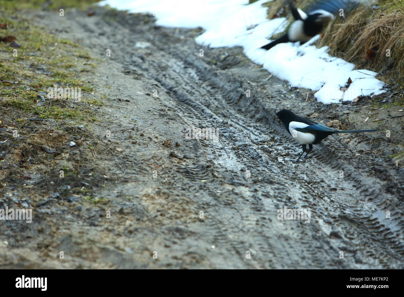 Magpie is a symbol of a bird which is considered a thief because it ...