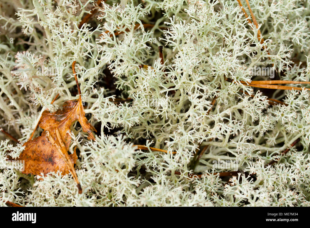 Naturalmoss hi-res stock photography and images - Alamy