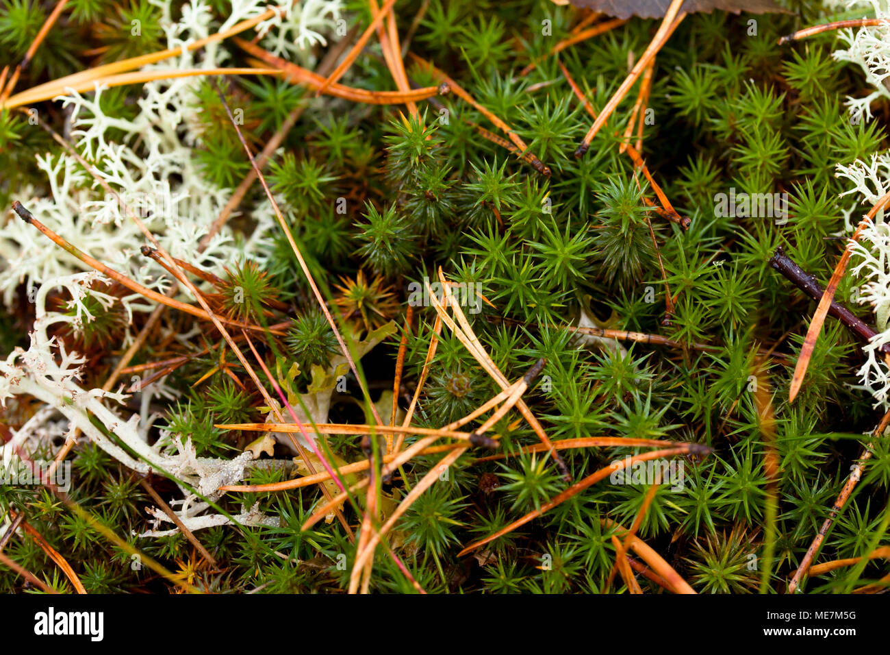 Naturalmoss hi-res stock photography and images - Alamy