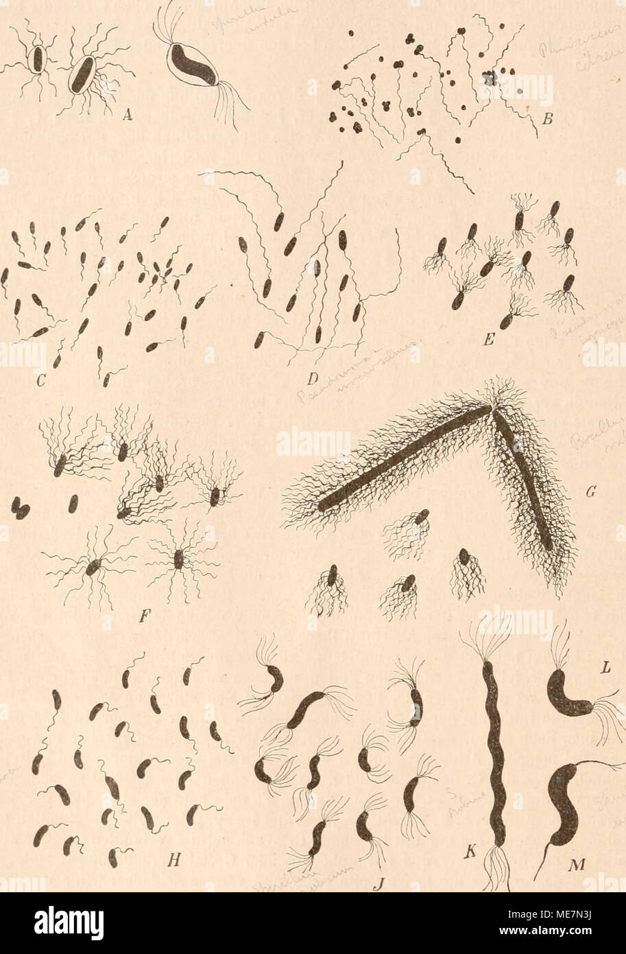 Syncyanea hi-res stock photography and images - Alamy