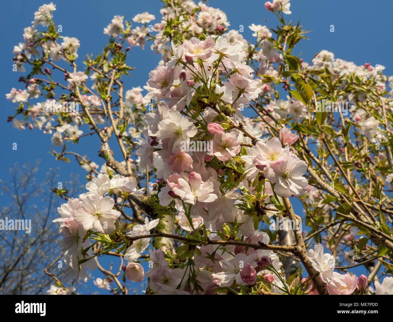 spring time in a german garden Stock Photo - Alamy