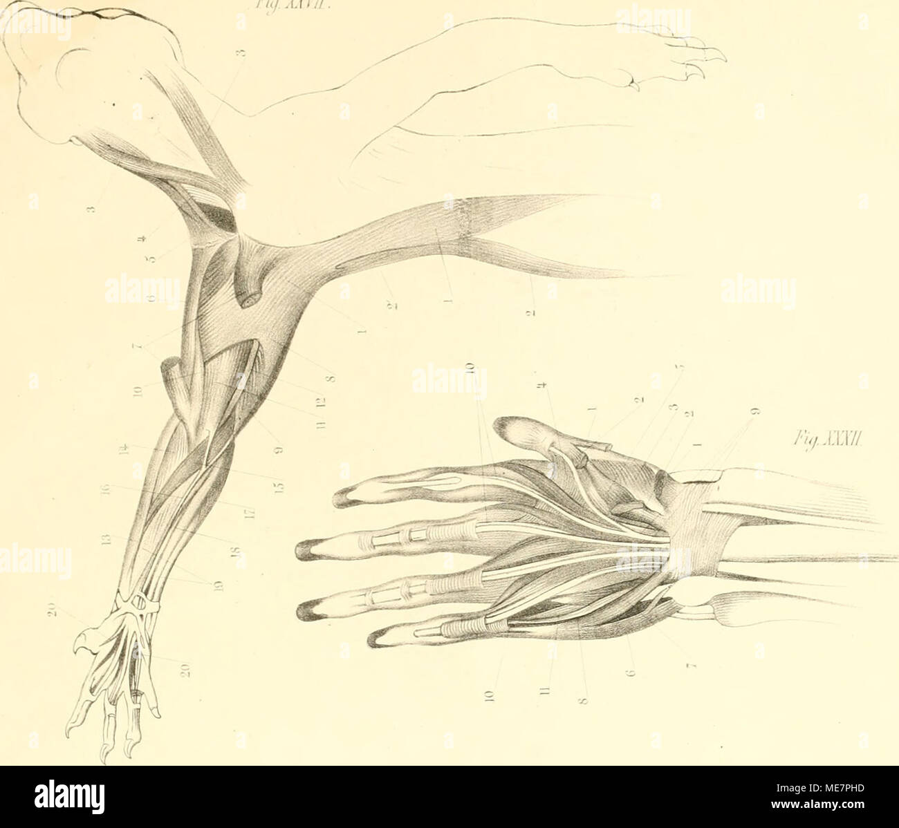 . Die Muskeln der vorderen extremitäten der Reptilien und Vögel : mit ...