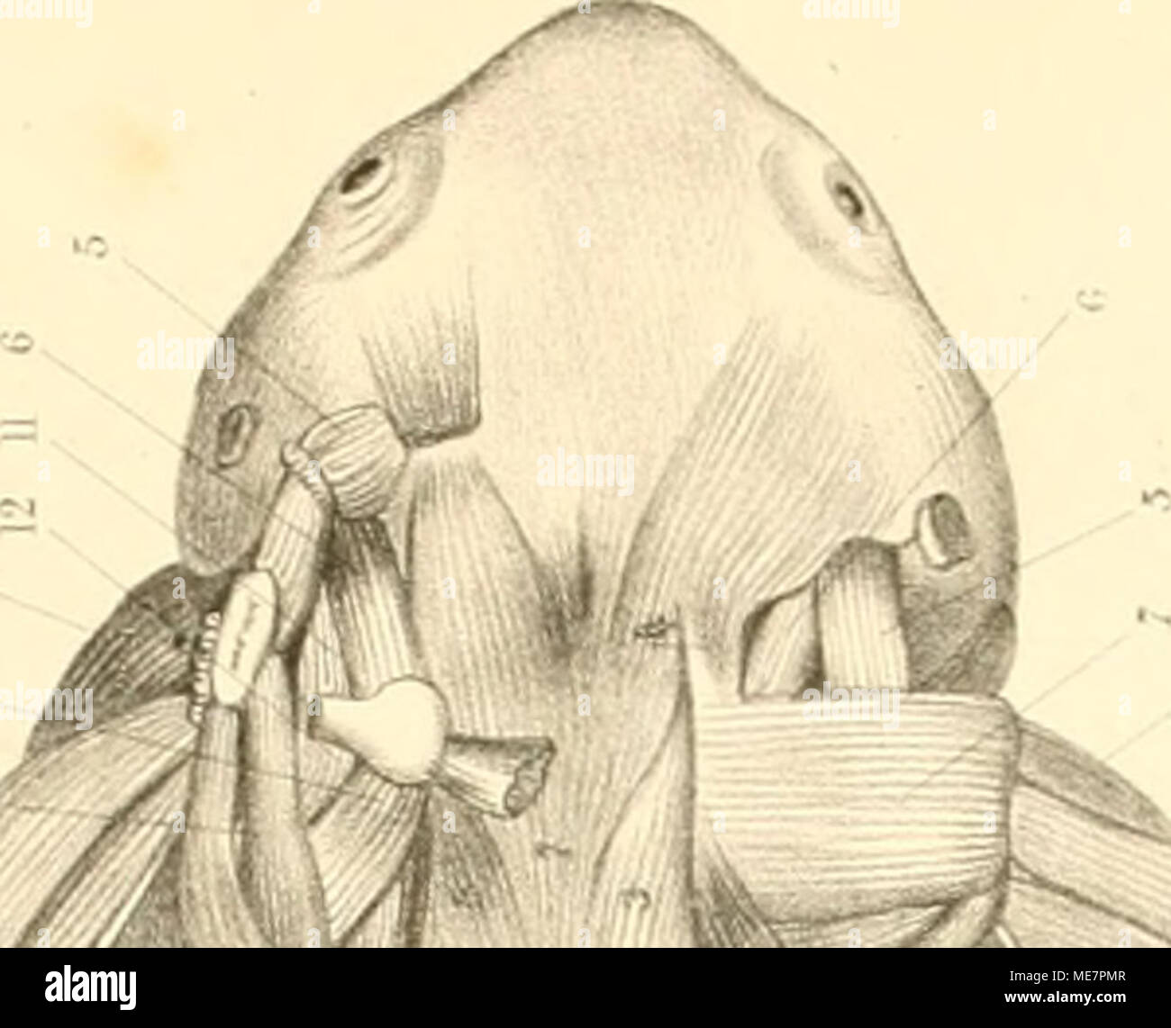 . Die Muskeln der vorderen extremitäten der Reptilien und Vögel : mit ...
